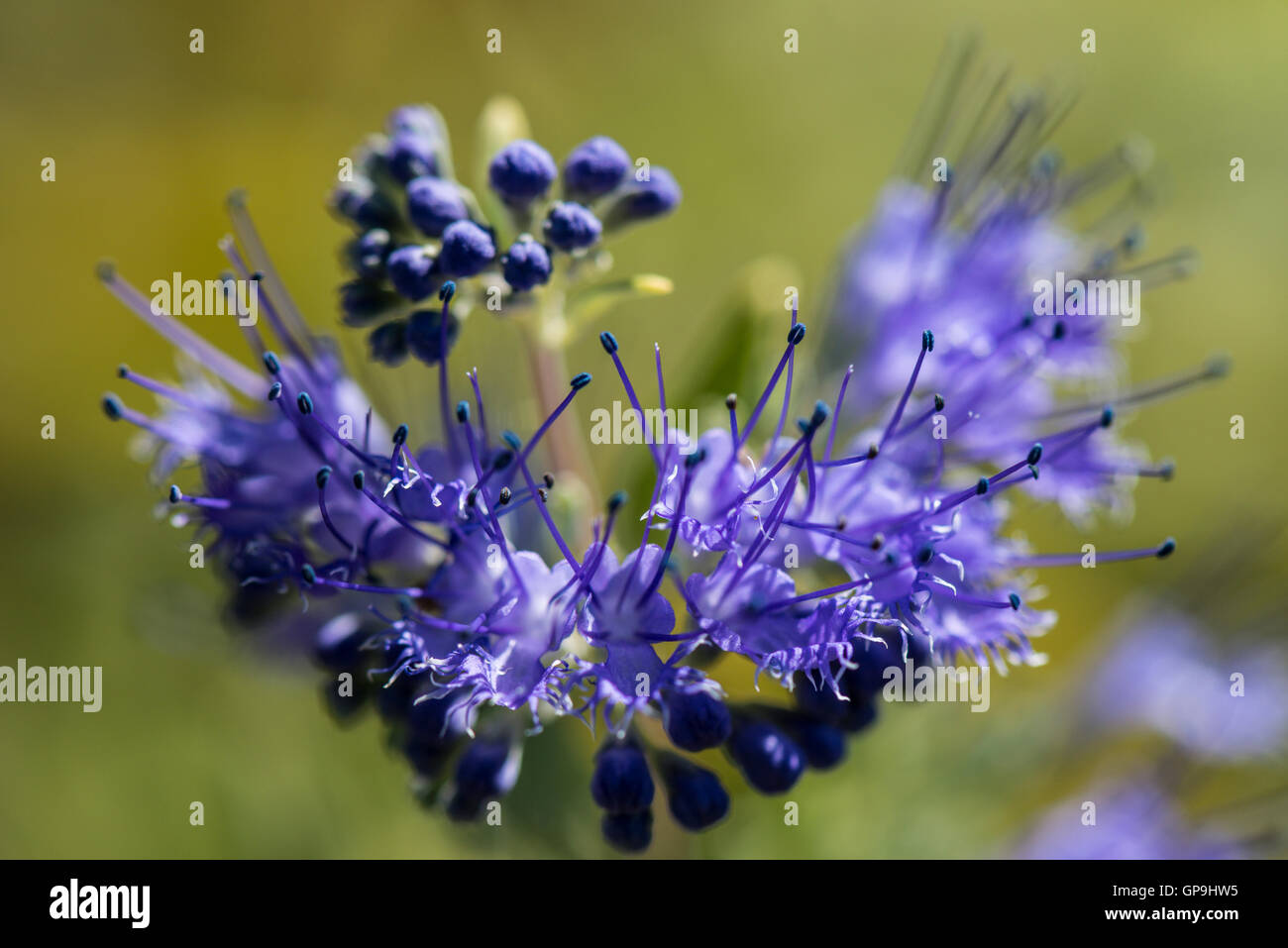 Bluebeard Worcester Gold (Caryopteris × clandonensis Stock Photo - Alamy