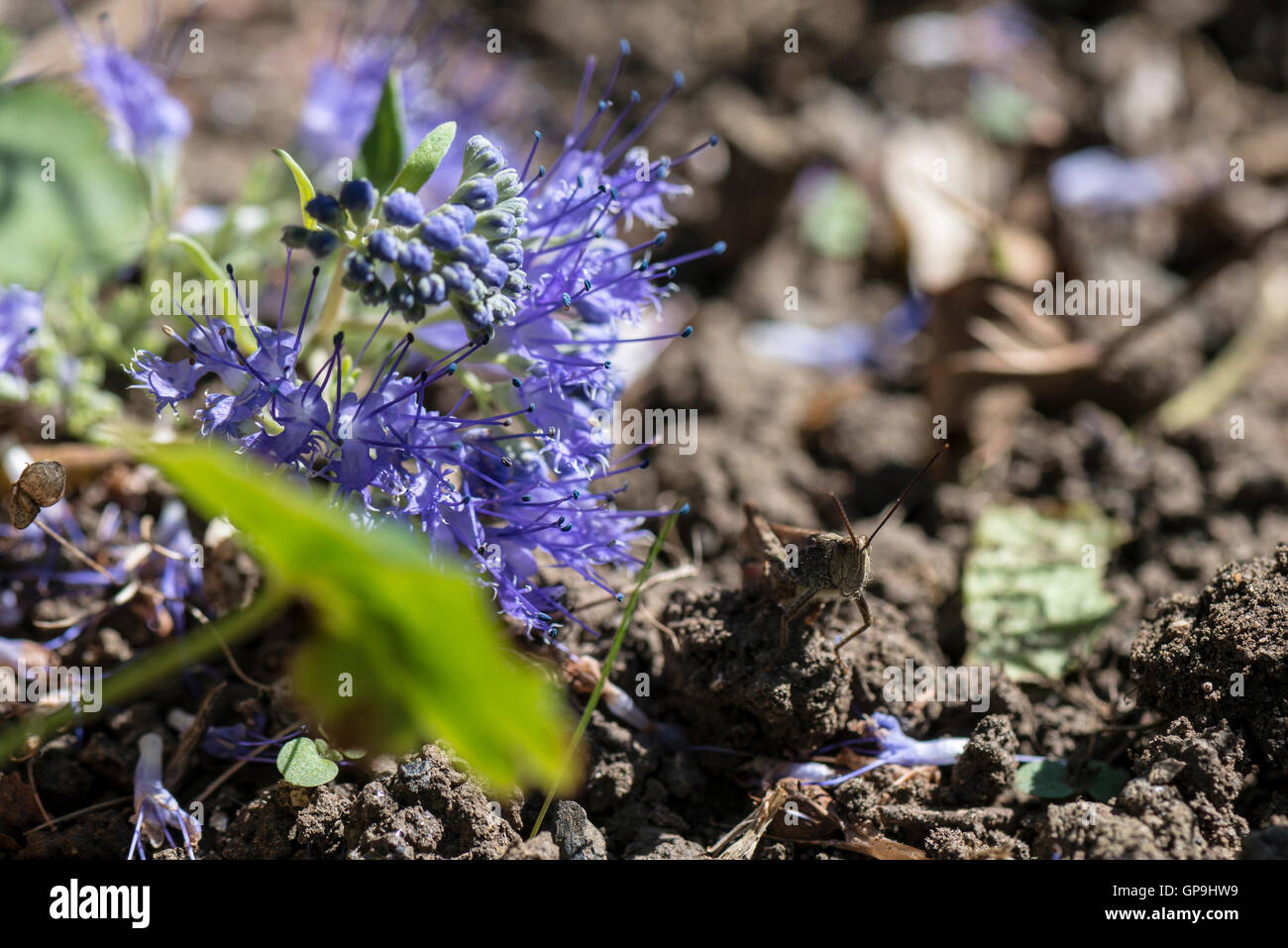 Common Field Grasshopper (Chorthippus brunneus) next to bluebeard ...