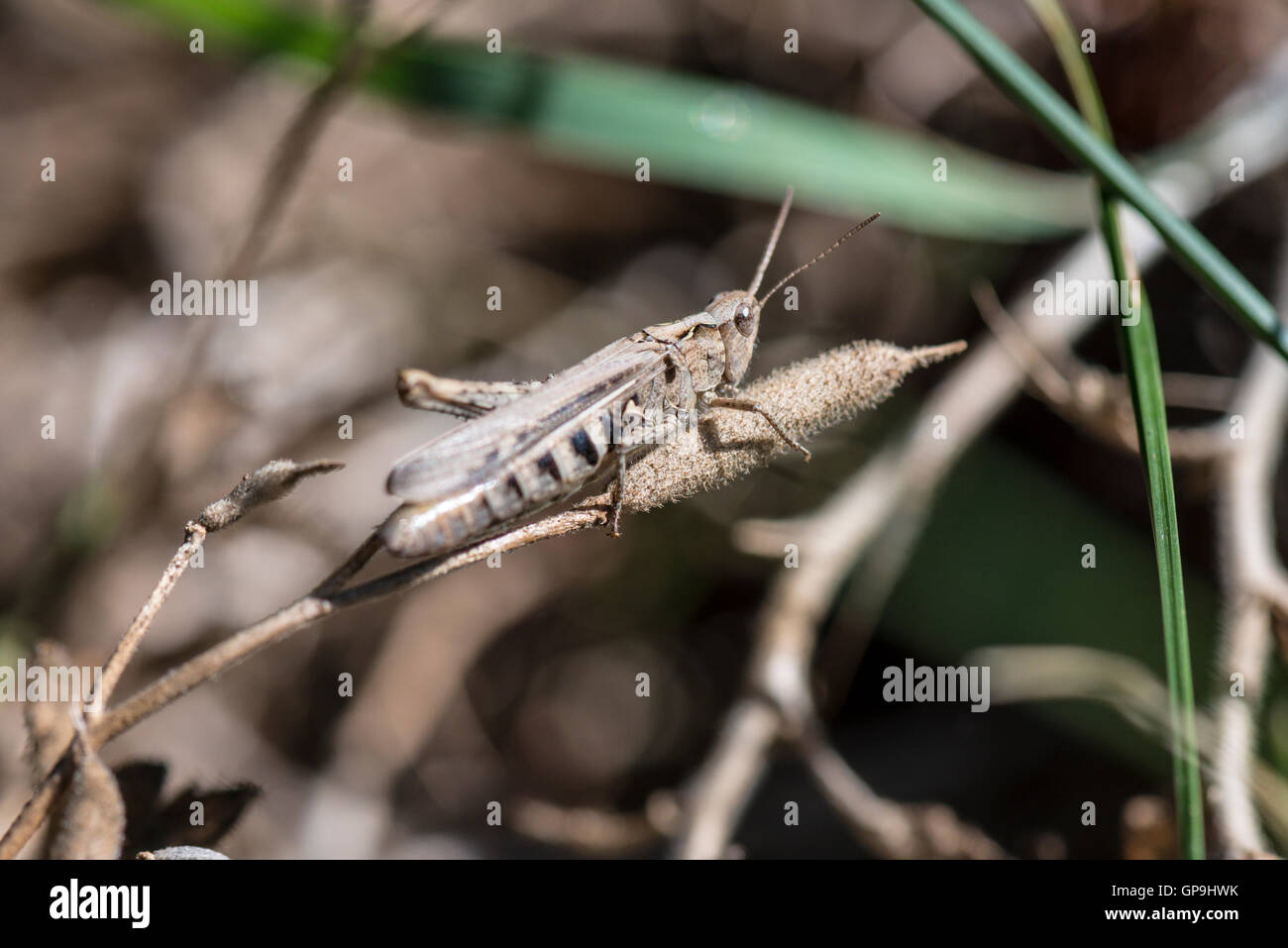 Common Field Grasshopper (Chorthippus brunneus Stock Photo - Alamy