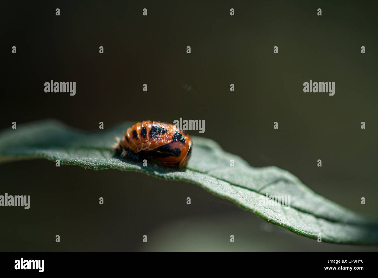 Ladybird lifecycle hi-res stock photography and images - Alamy