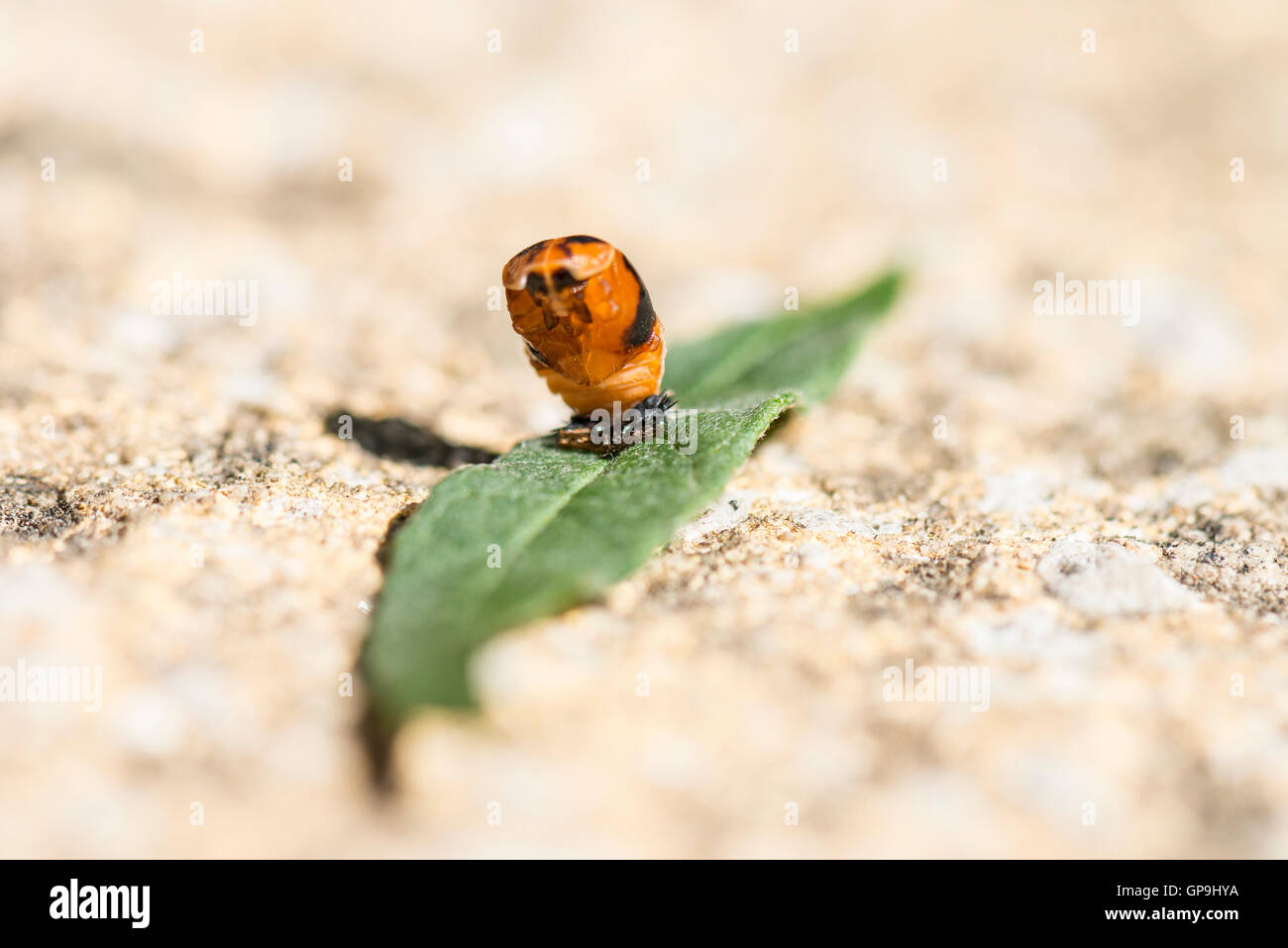 Ladybird lifecycle hi-res stock photography and images - Alamy