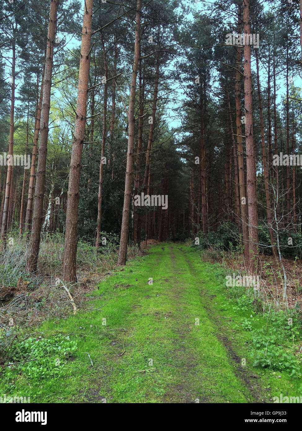 Woodland perspective hi-res stock photography and images - Alamy