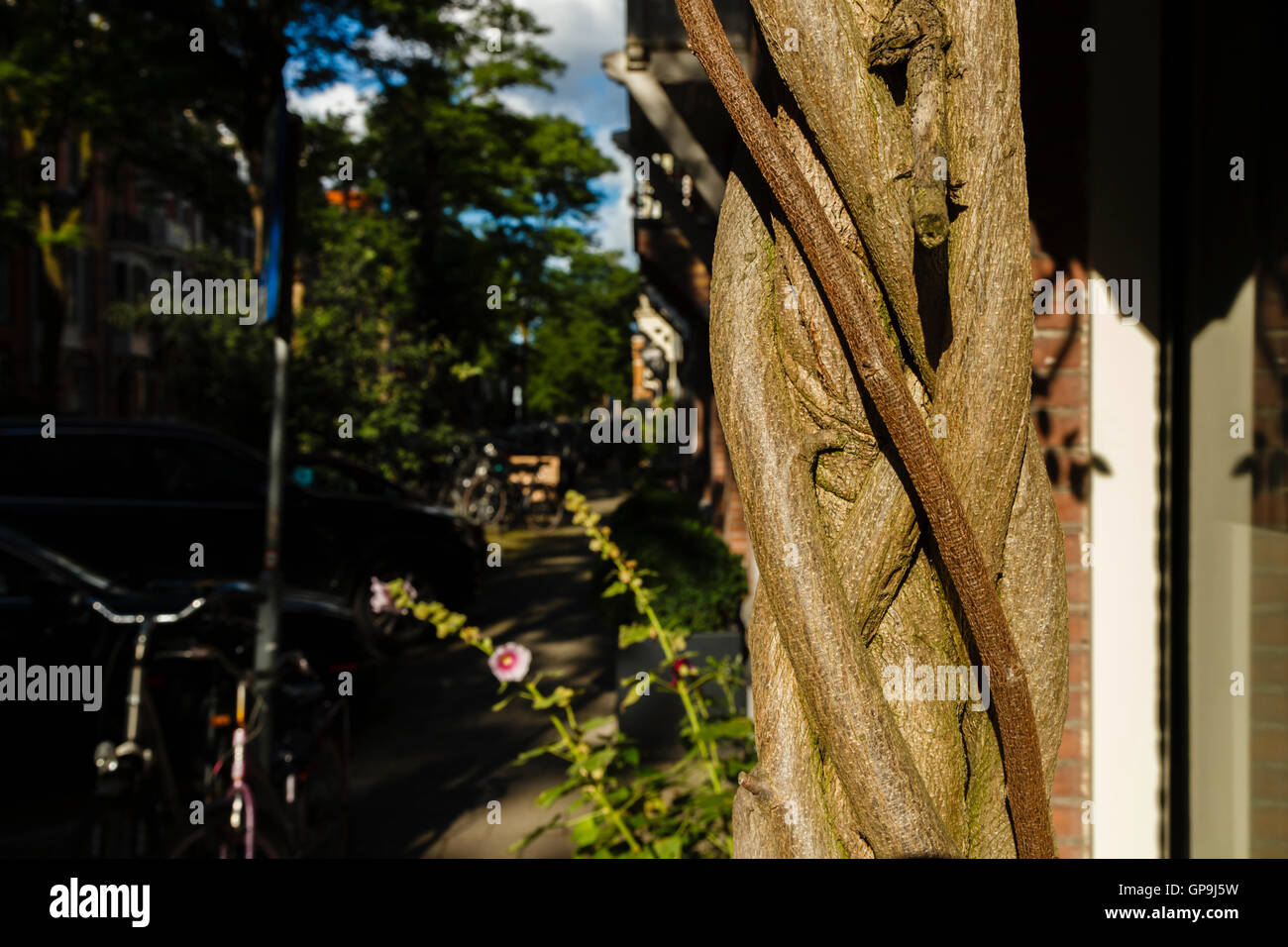 Intertwined with vines hi-res stock photography and images - Alamy
