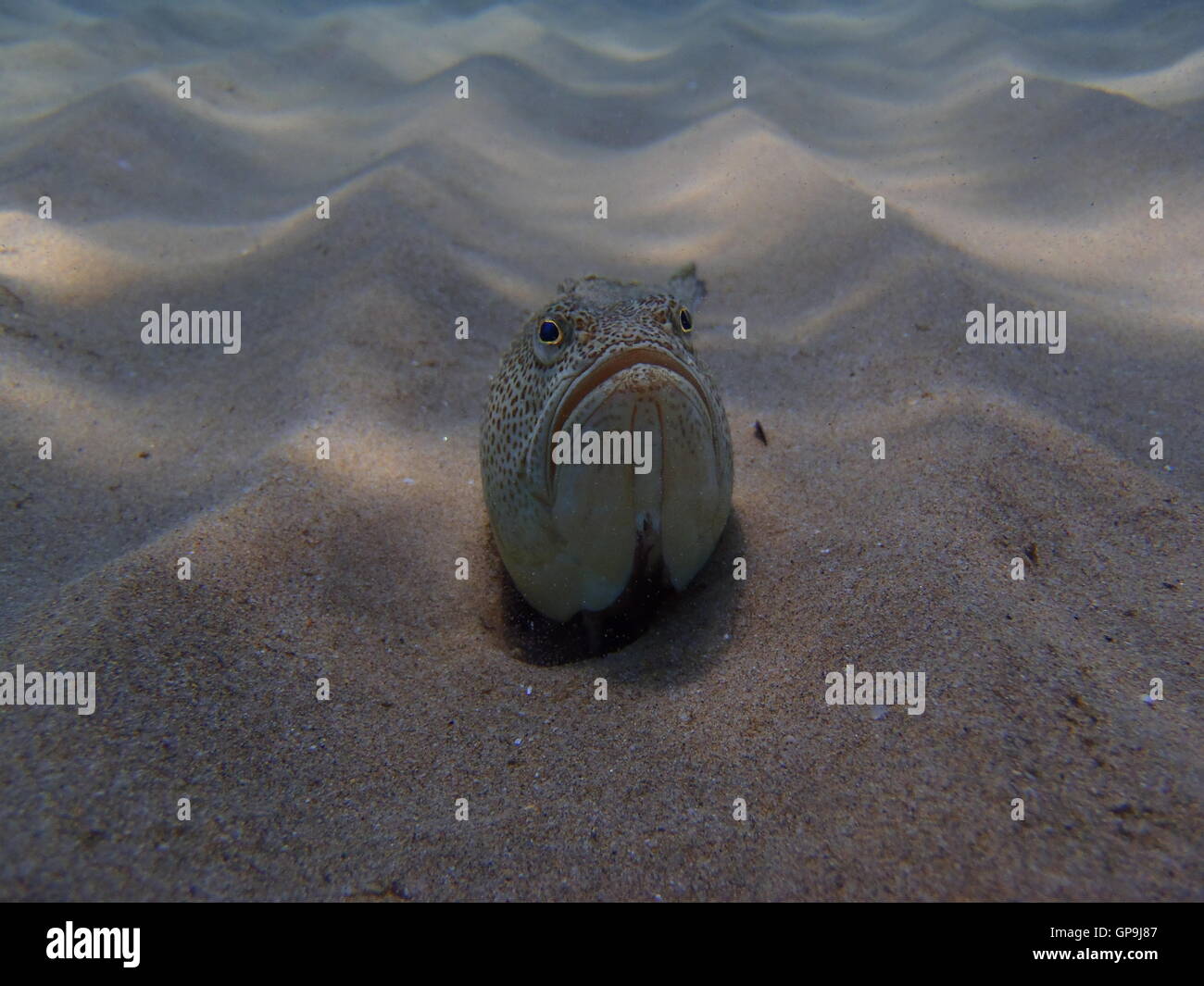 A Spotted Weever (Trachinus araneus) lying in the sand of the ...
