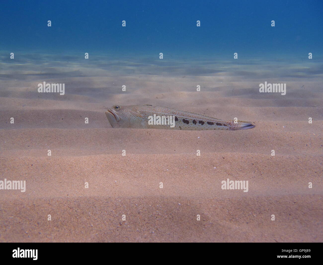 A Spotted Weever (Trachinus araneus) lying in the sand of the ...