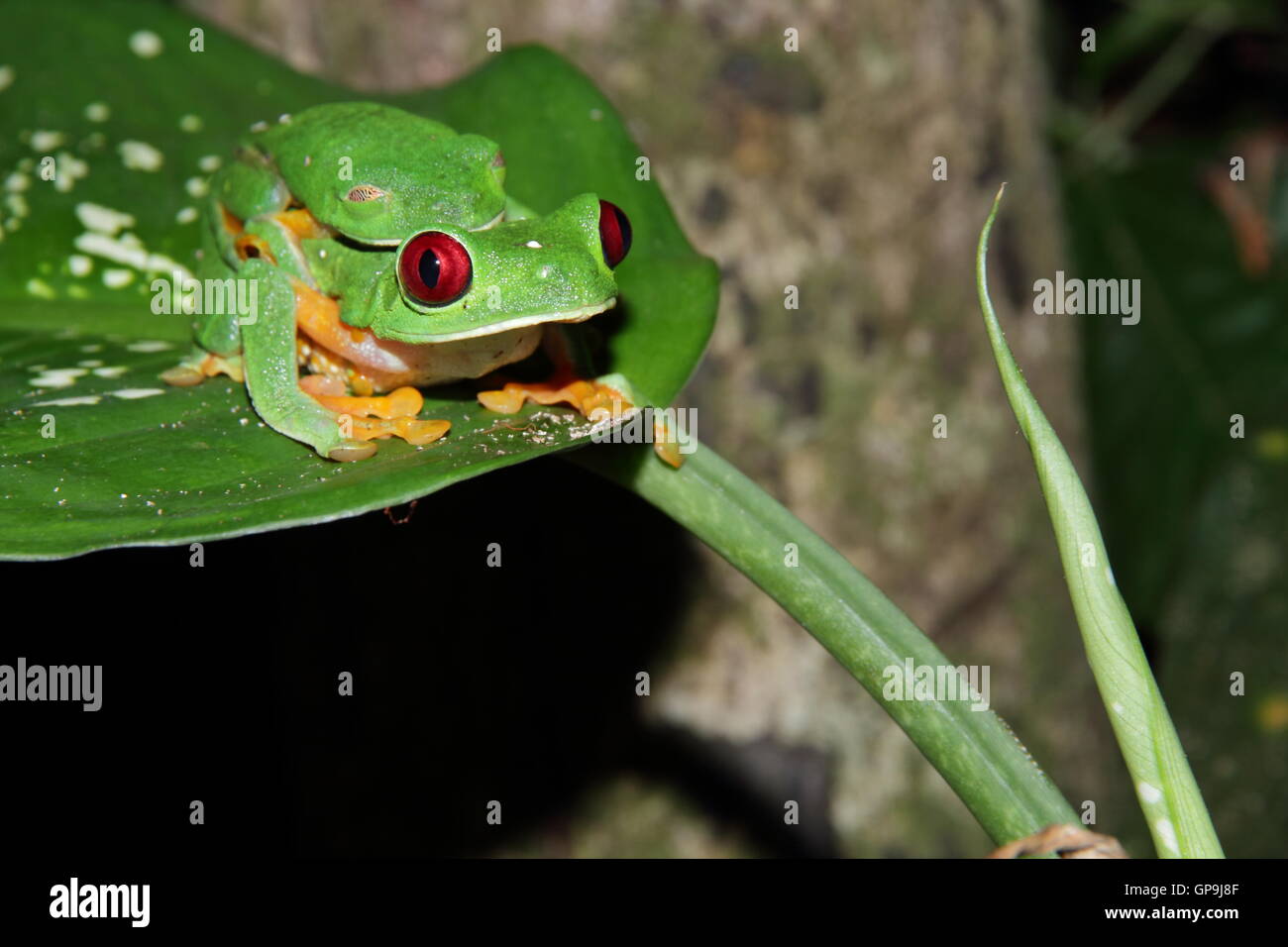 Pacific tree frogs hi-res stock photography and images - Alamy