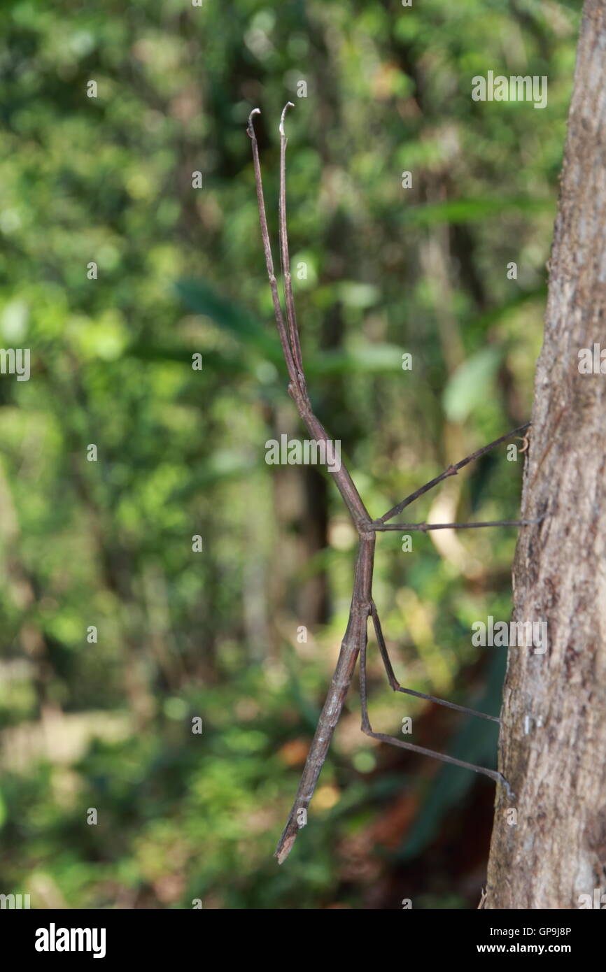 The Phasmatodea (also known as Phasmida or Phasmatoptera) are an order ...
