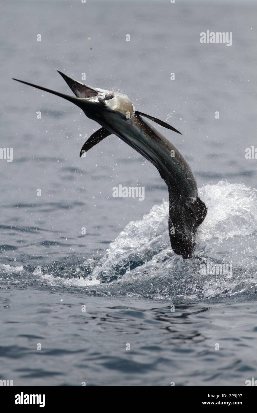 Swordfish Jumping Out Of Water