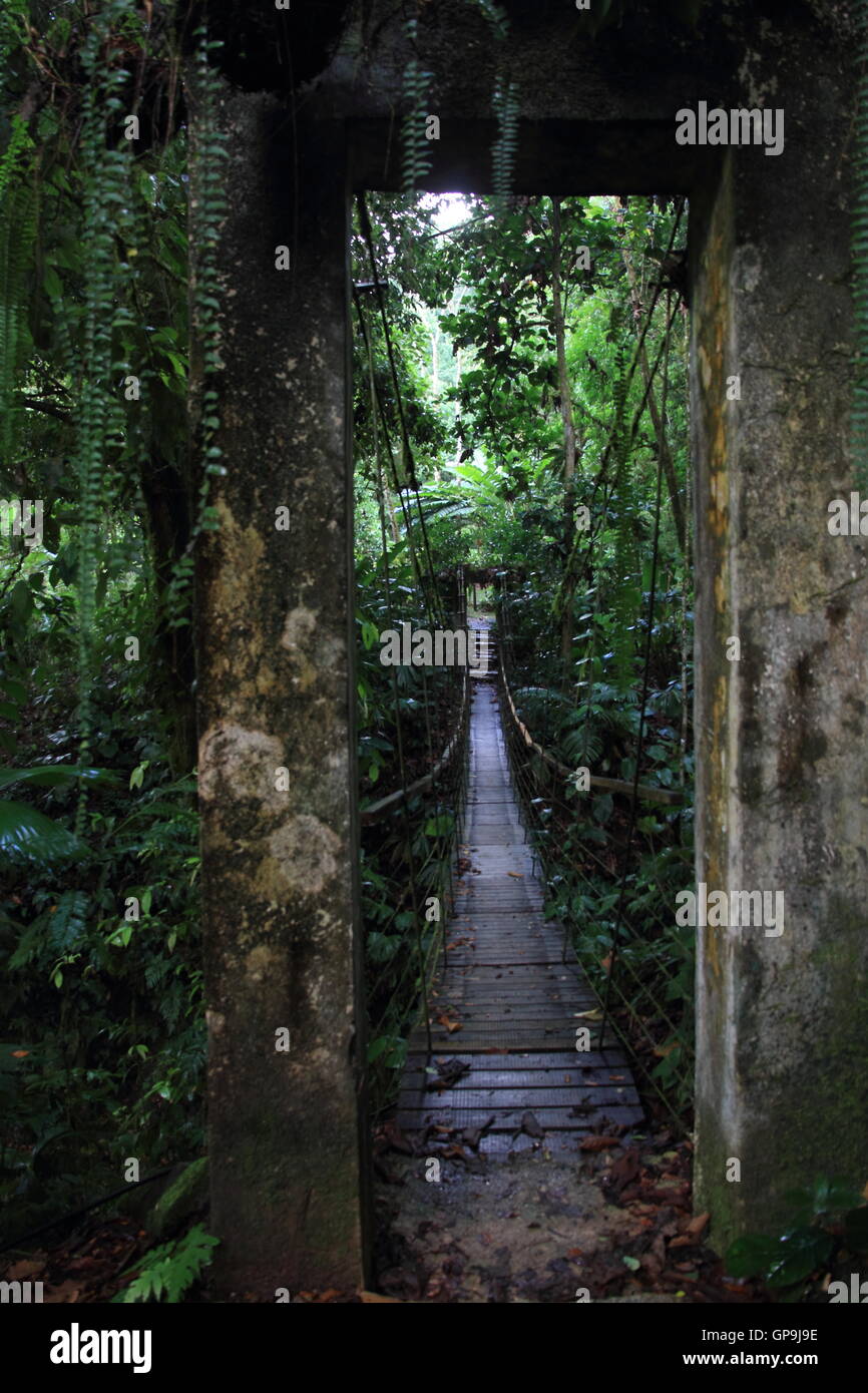 Jungle bridge in the Costa Rican rainforest Stock Photo - Alamy