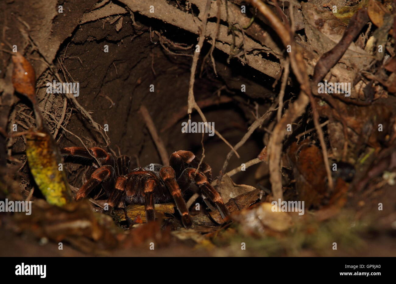 Tarantula burrow prey hi-res stock photography and images - Alamy