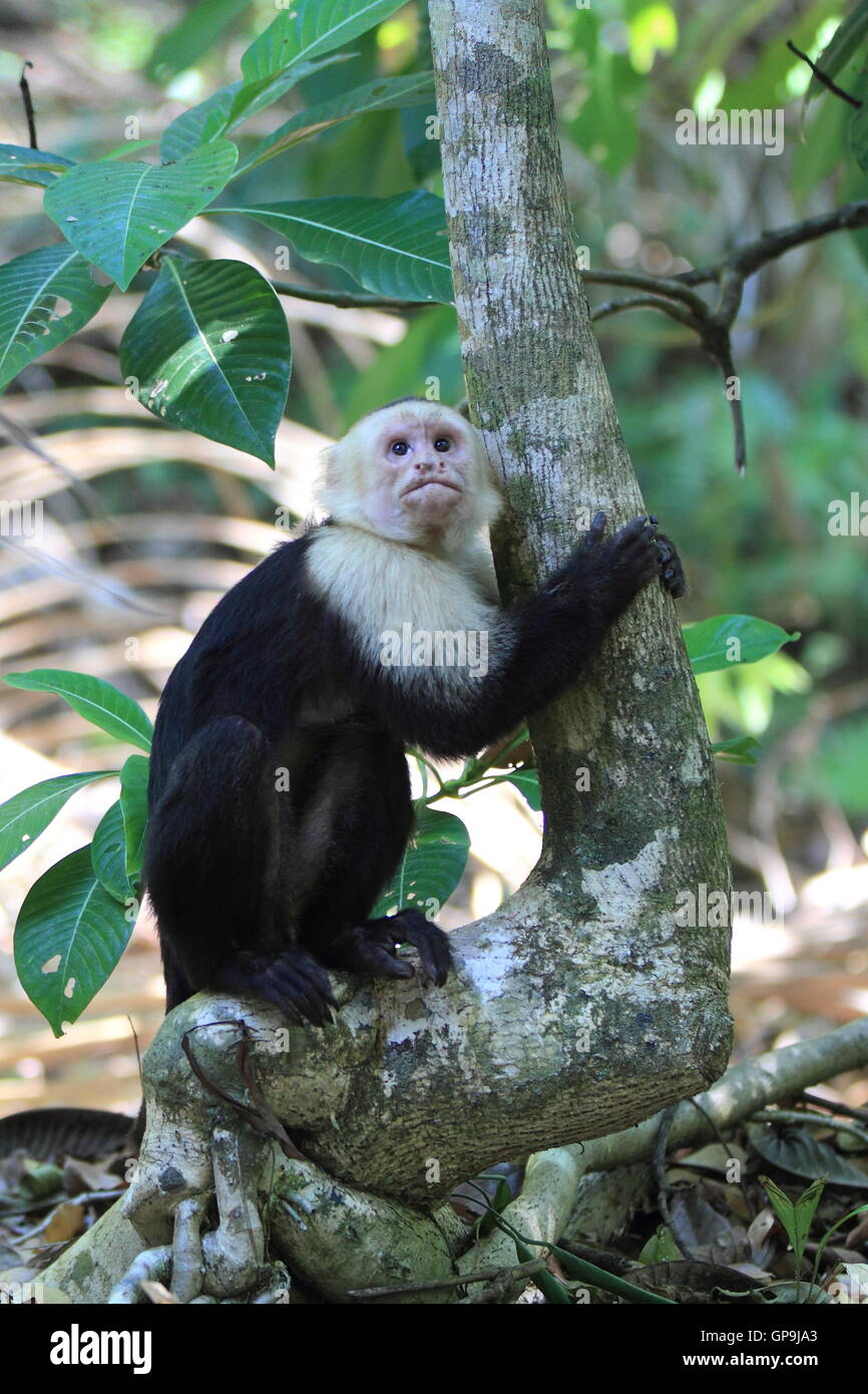 American organ grinder hi-res stock photography and images - Alamy