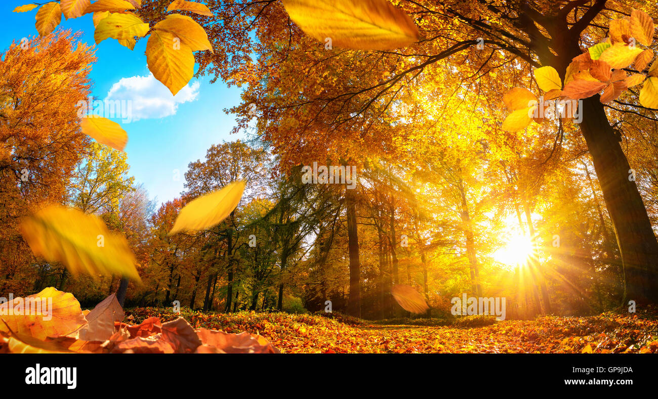 Sunlight falling through trees hi-res stock photography and images - Alamy