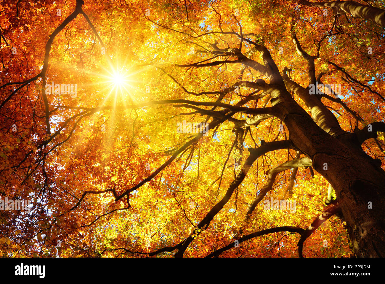 Autumn sun shining warmly through the leaves of a majestic gold beech ...
