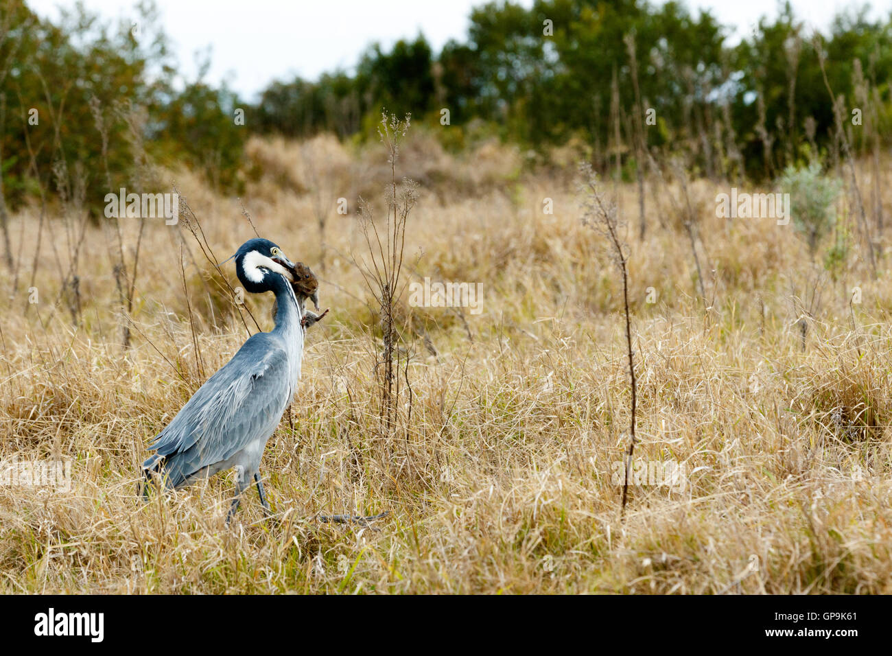 The great blue heron is a large wading bird in the heron family ...