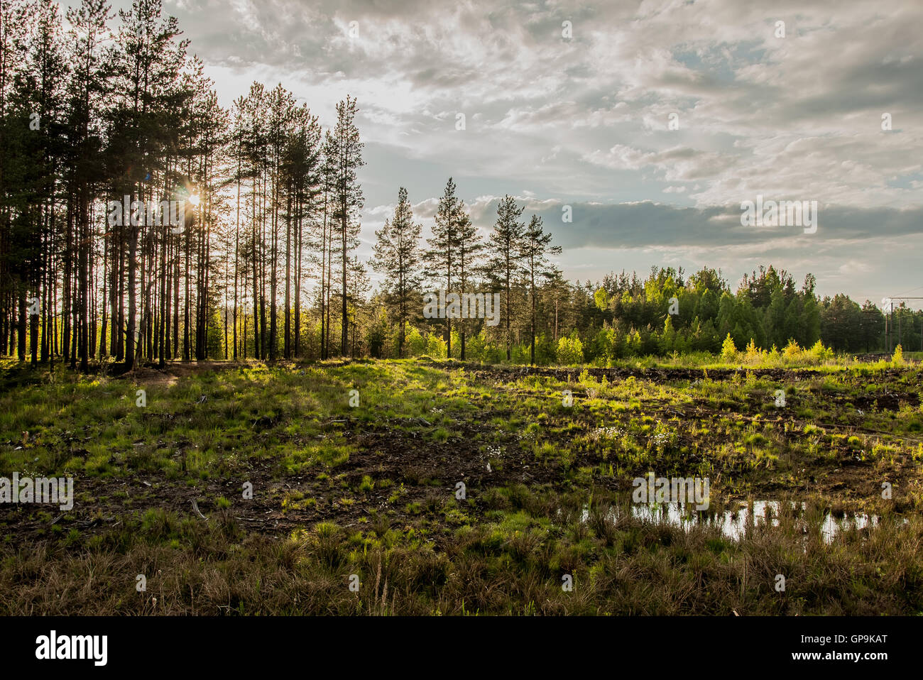 Forest in spring after a storm Stock Photo - Alamy