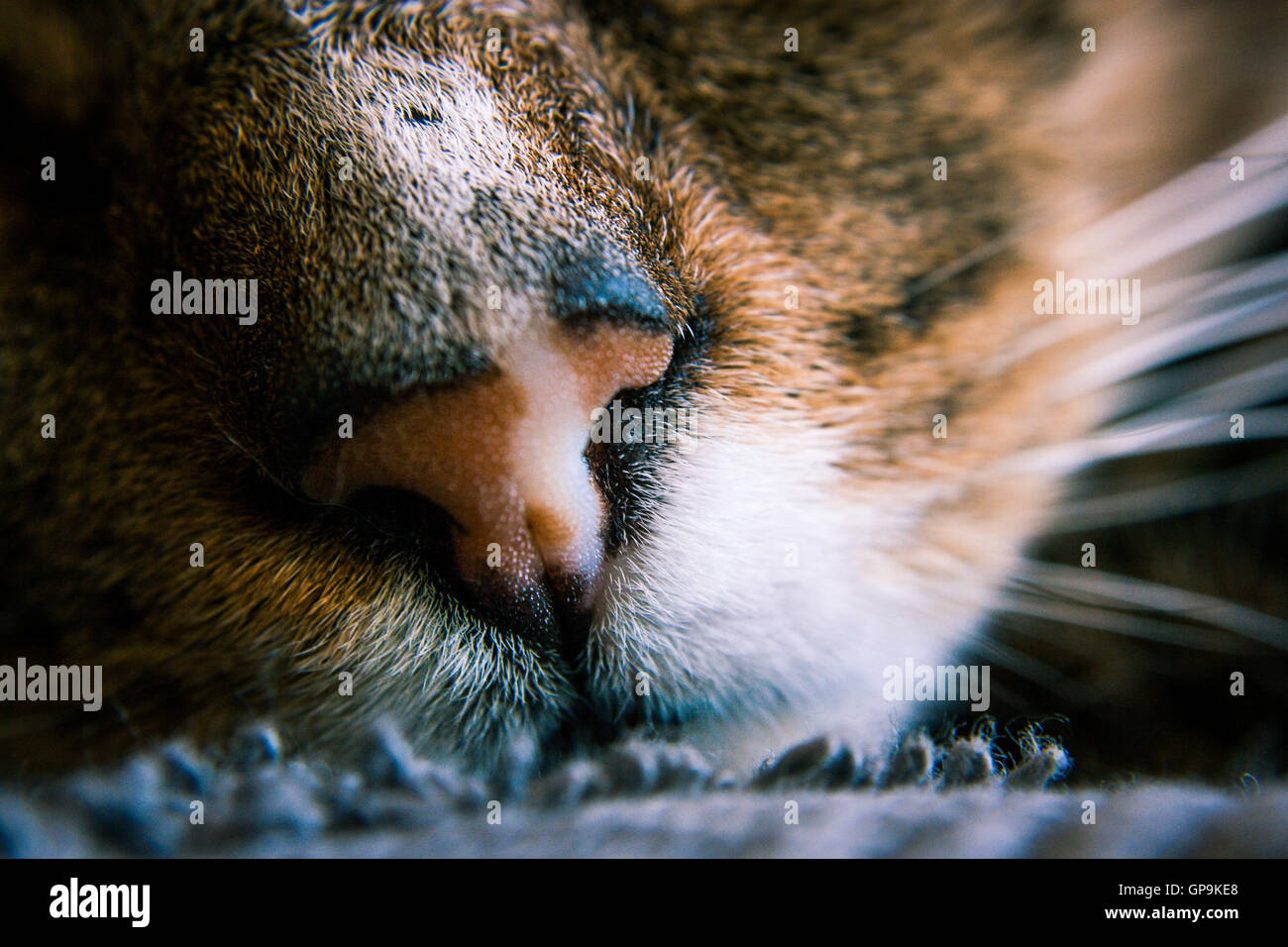 Mammal nose hi-res stock photography and images - Alamy