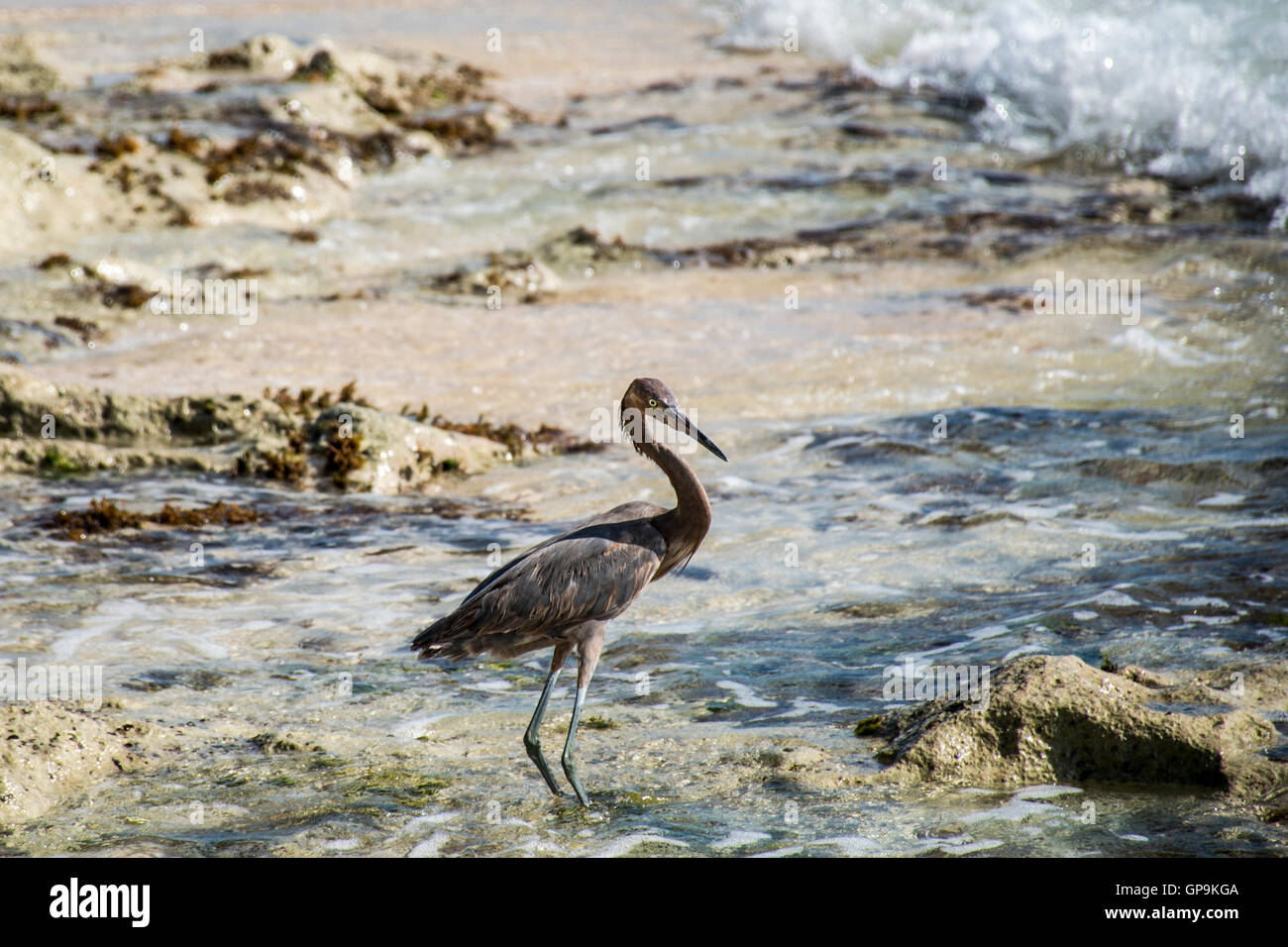 Mexican heron hi-res stock photography and images - Alamy