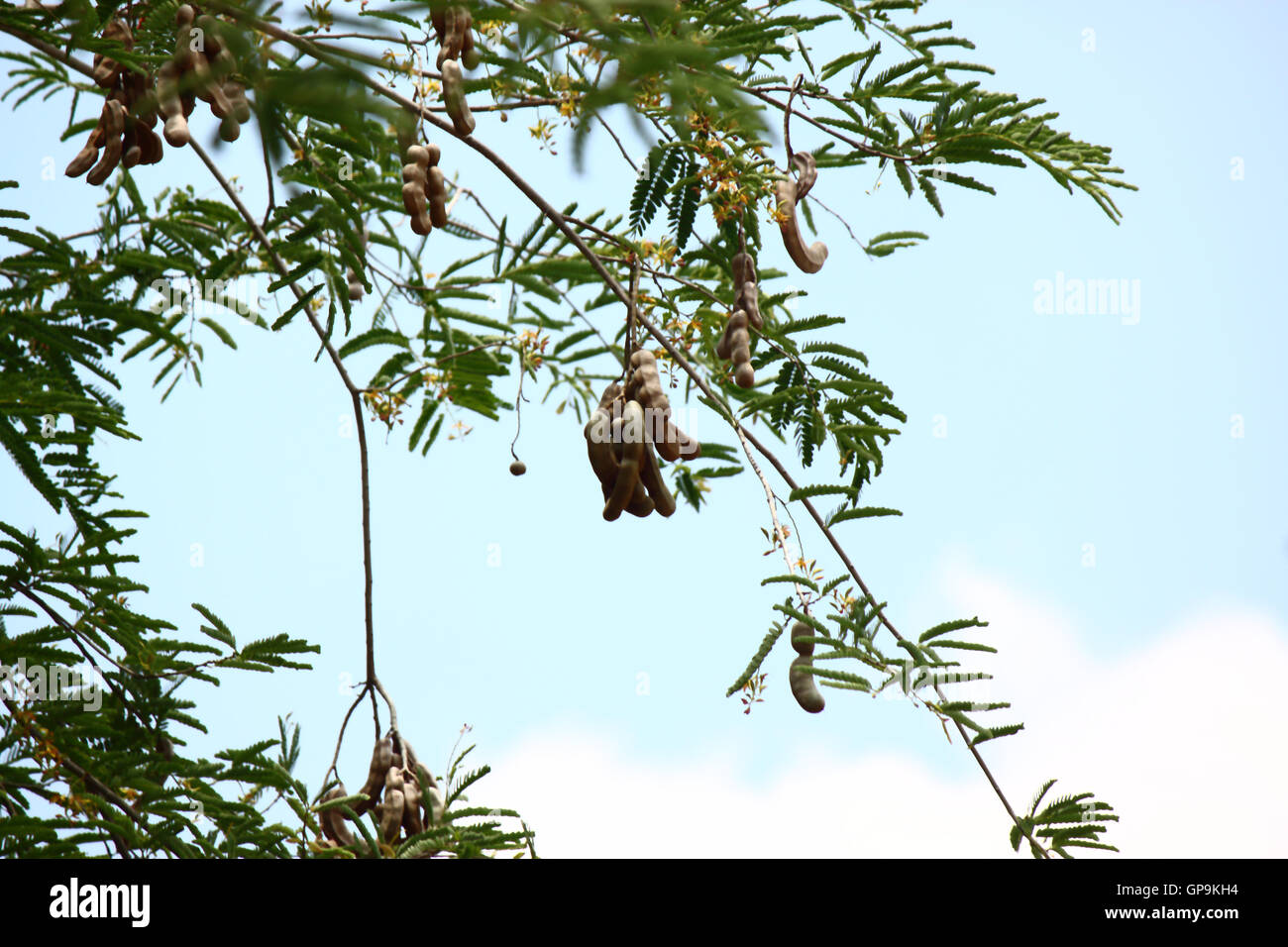 tamarind on tree Stock Photo - Alamy