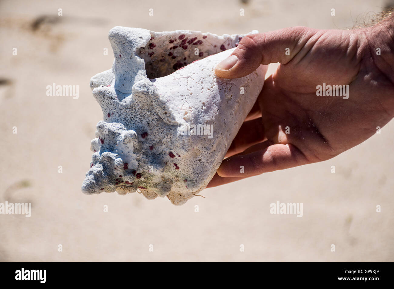 Shell conch at the beach in mexico yucatan Stock Photo - Alamy