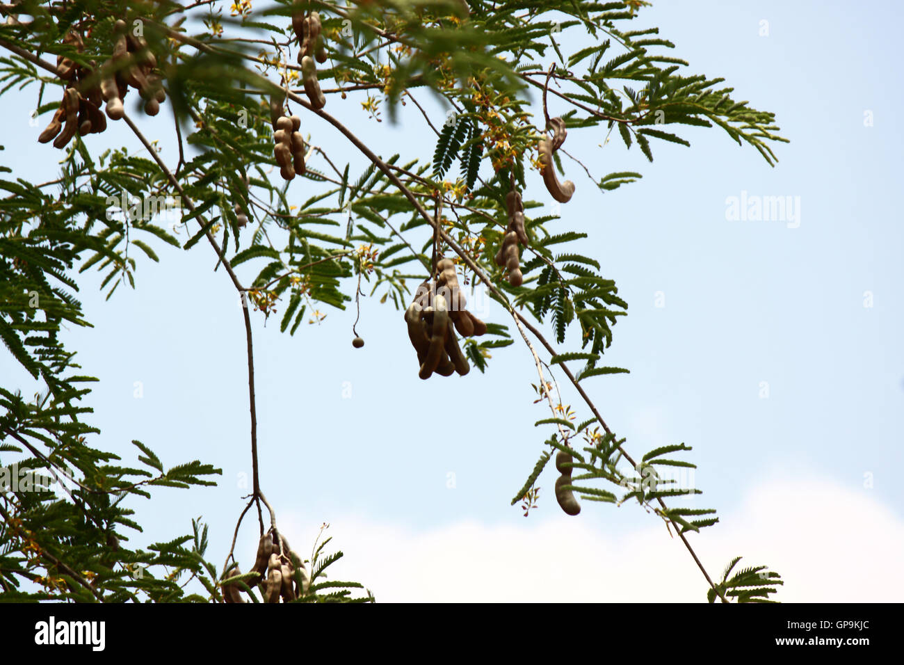tamarind on tree Stock Photo - Alamy