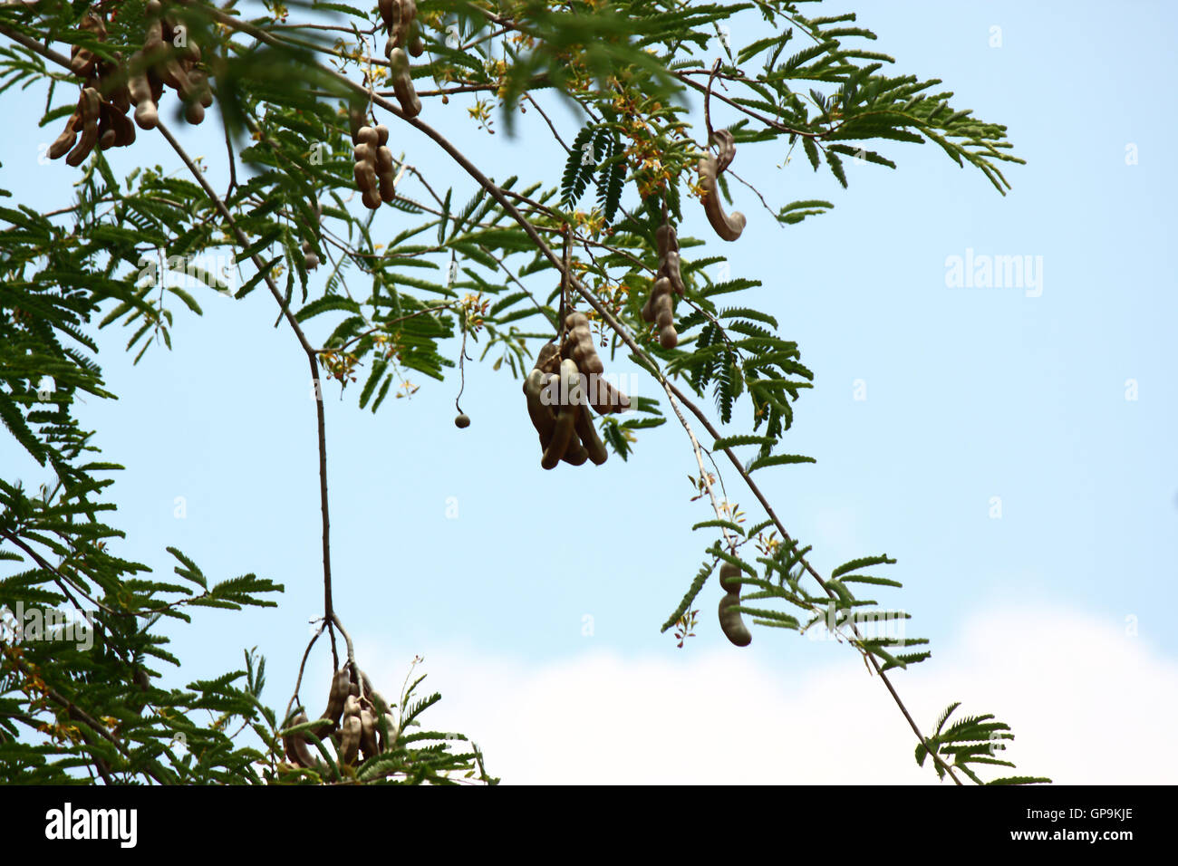 tamarind on tree Stock Photo - Alamy