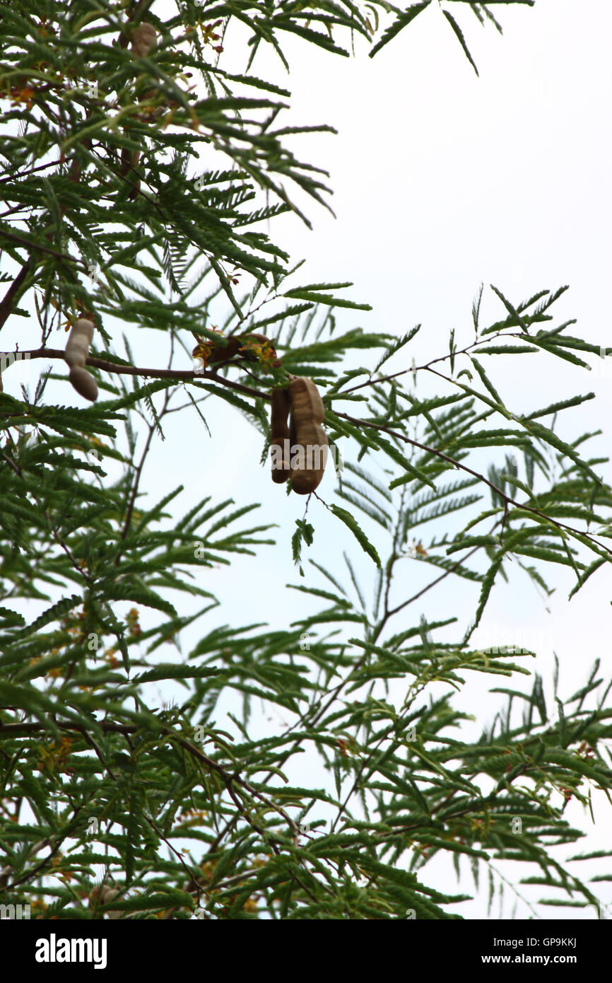 tamarind on tree Stock Photo - Alamy