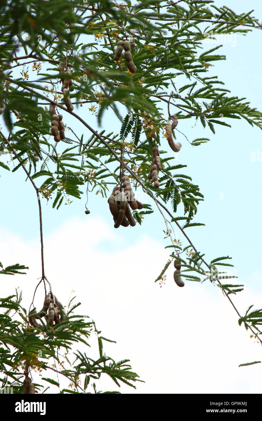 tamarind on tree Stock Photo - Alamy