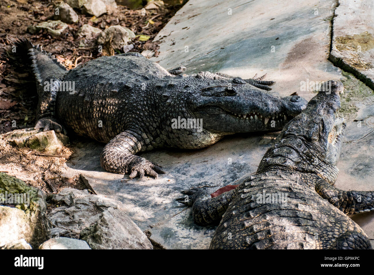 Croco hi-res stock photography and images - Alamy