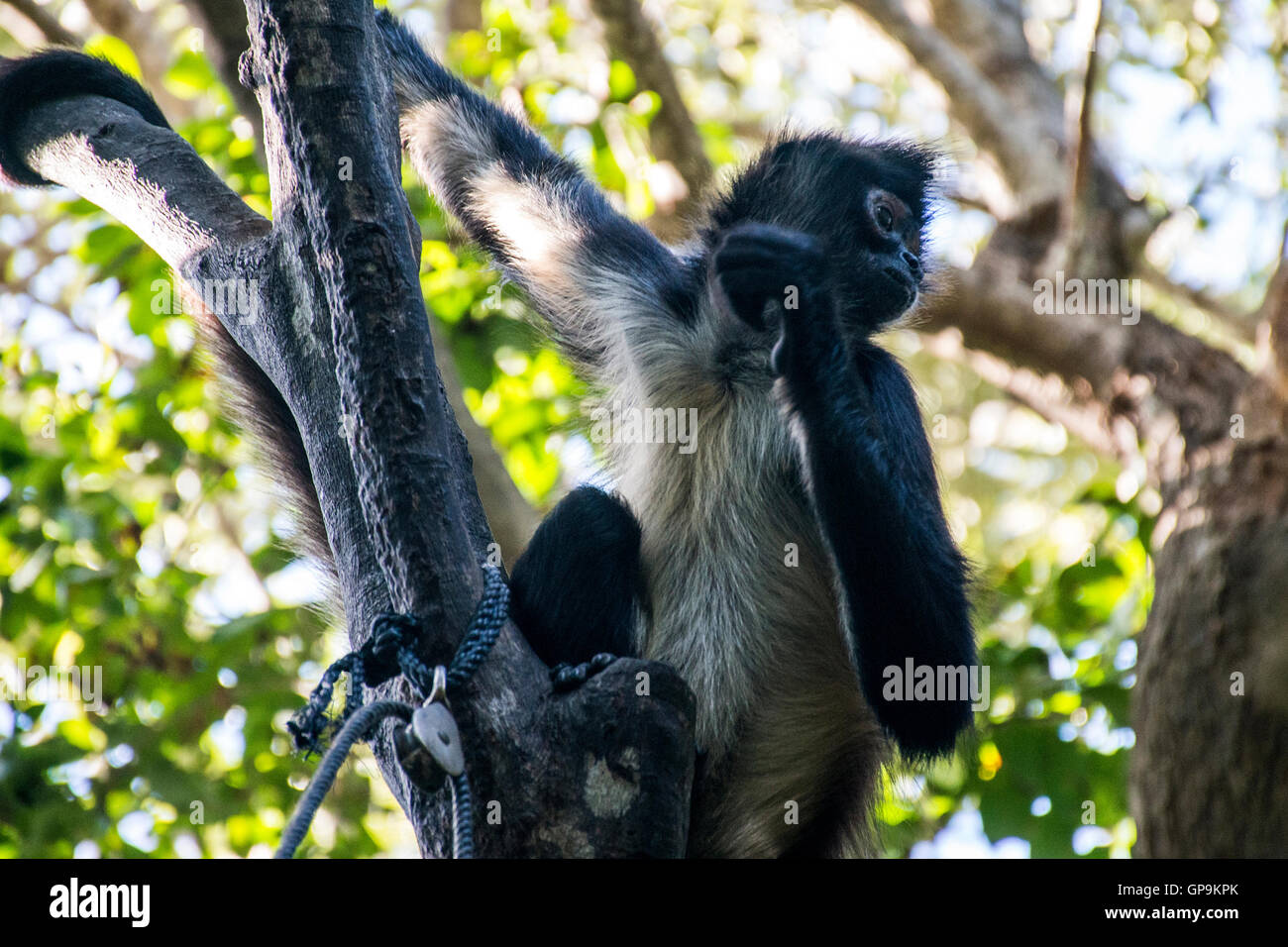 Wild monkey in the trees in Mexico Yucatan Stock Photo - Alamy