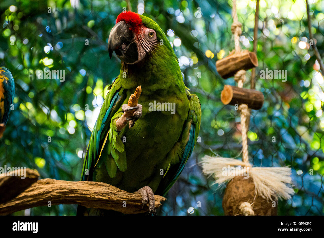 Mexico yucatan Wildlife with colorful parrot bird 2 Stock Photo - Alamy