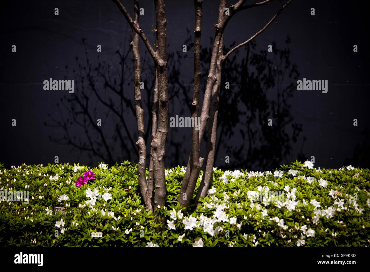 Leaves and branches cast a shadow on the wall of a building in Tokyo ...