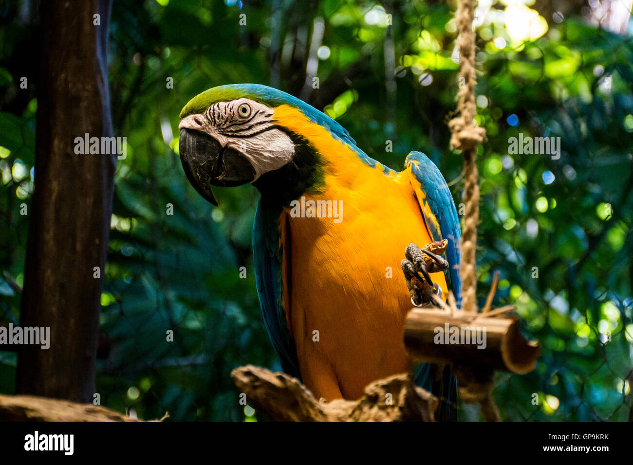 Mexico yucatan Wildlife with colorful parrot bird Stock Photo - Alamy