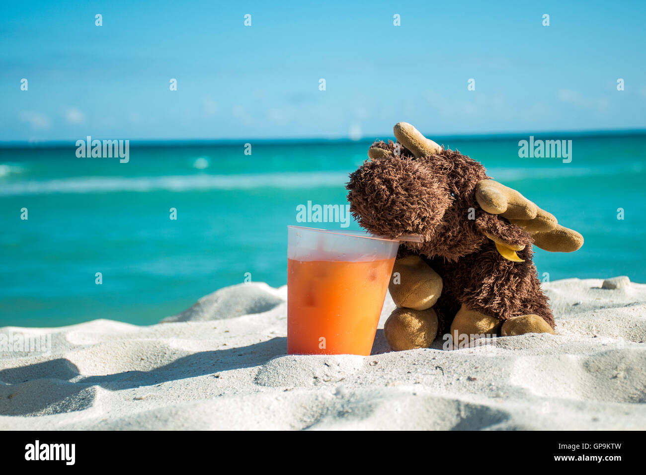 Moose drinking a cocktail at the Beach Stock Photo - Alamy
