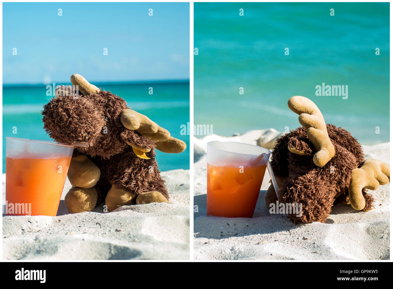 Moose drinking a cocktail at the Beach Stock Photo - Alamy