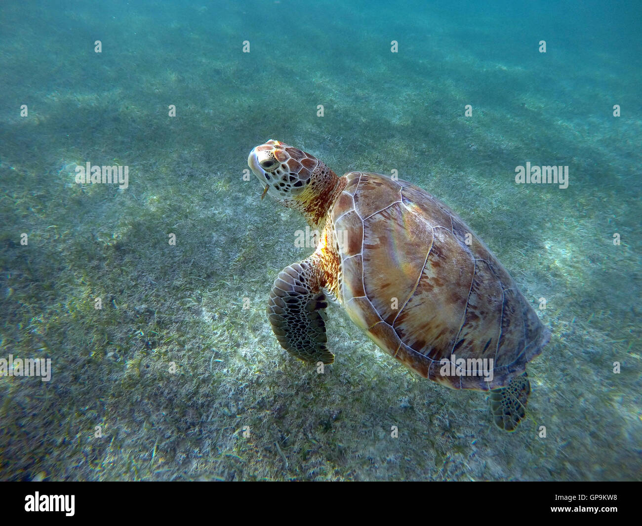Mexican Sea Turtle underwater swimming Stock Photo - Alamy