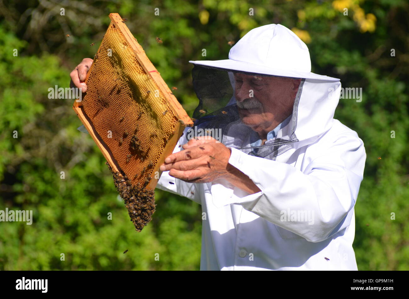 senior apiarist making inspection in apiary in the summertime Stock ...