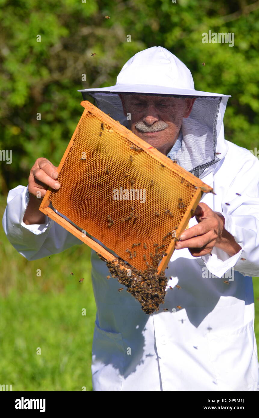 senior apiarist making inspection in apiary in the summertime Stock ...