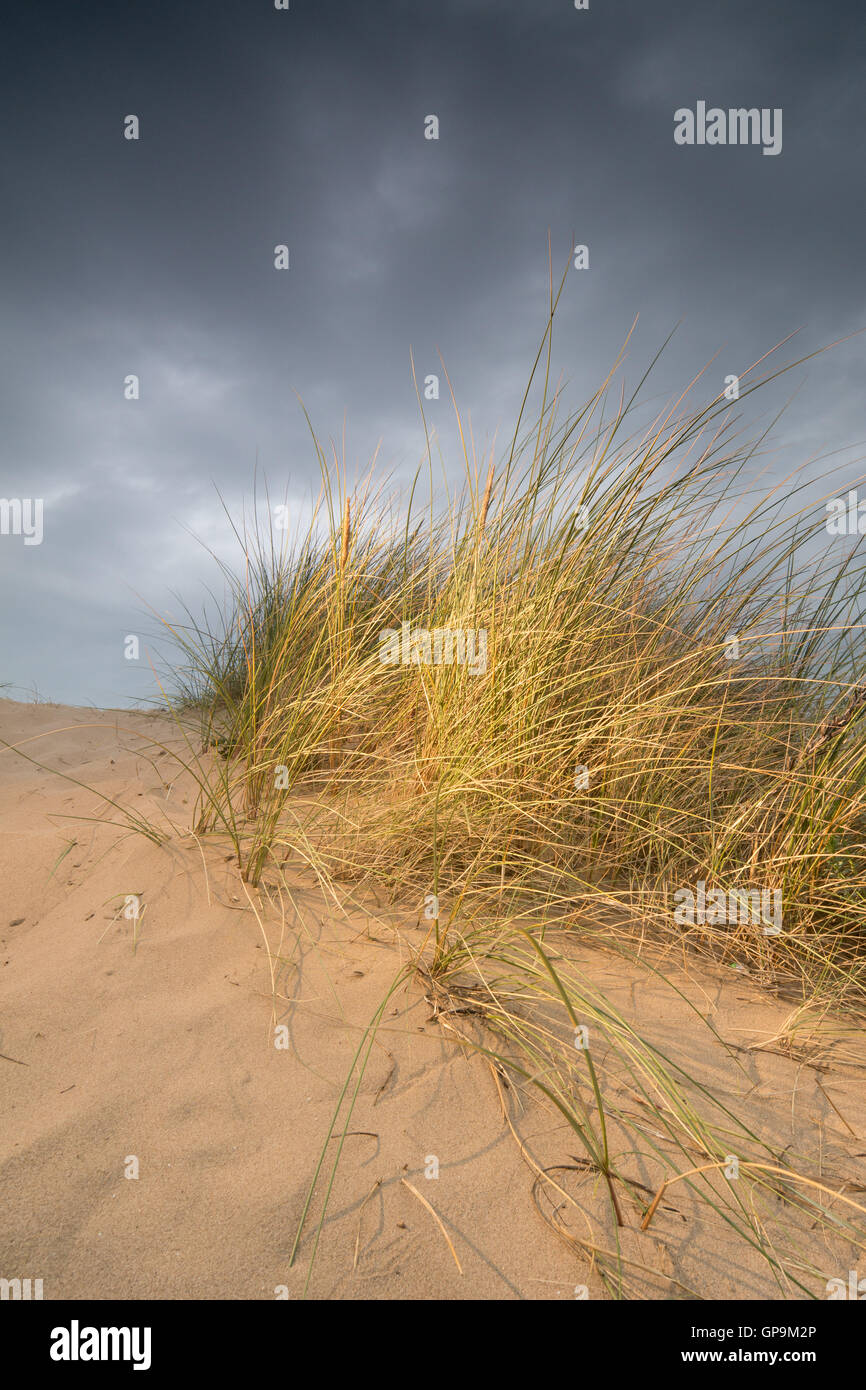 Marram grass and sand dune Stock Photo - Alamy