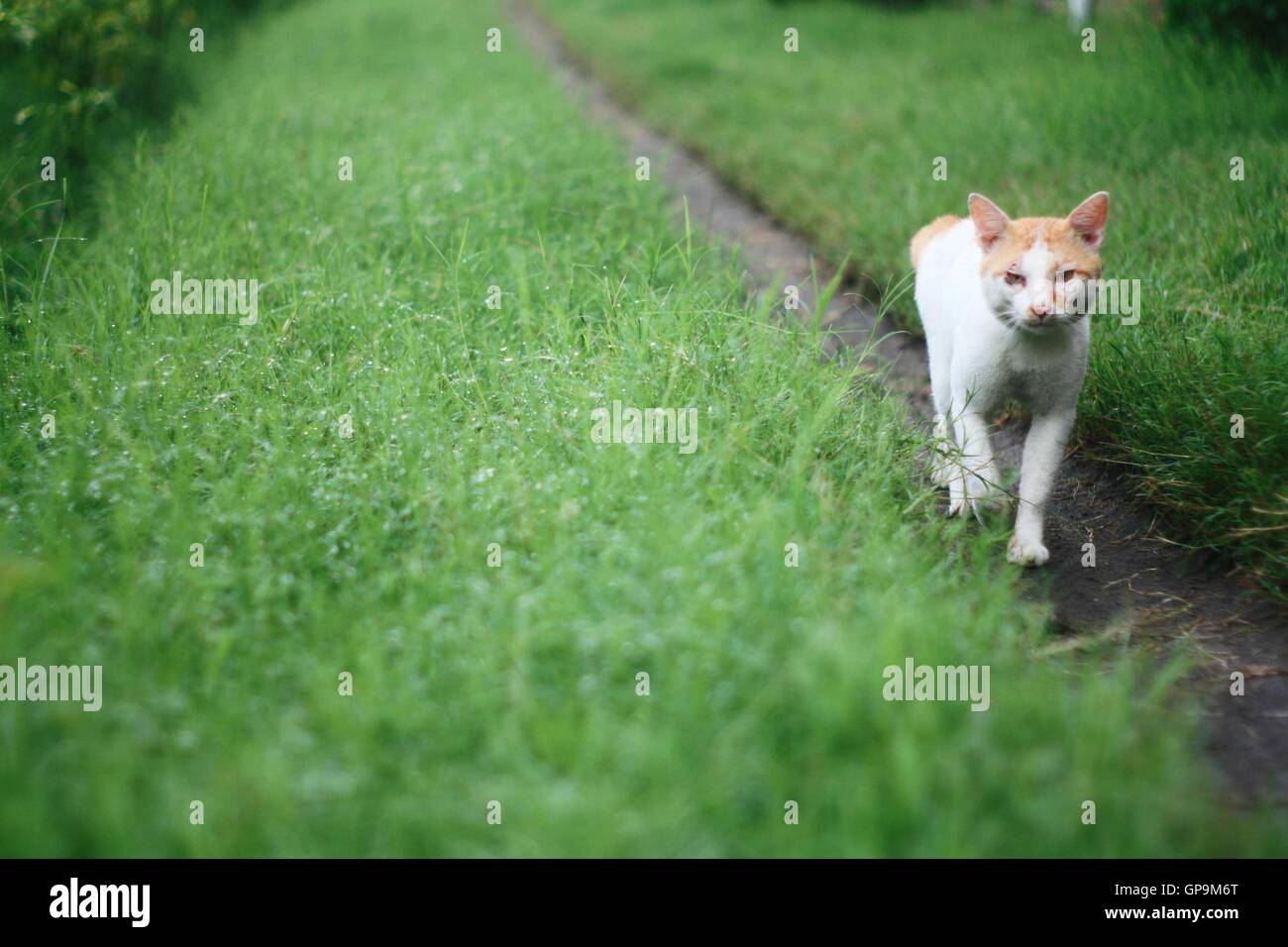 cat walking in the pathway Stock Photo - Alamy