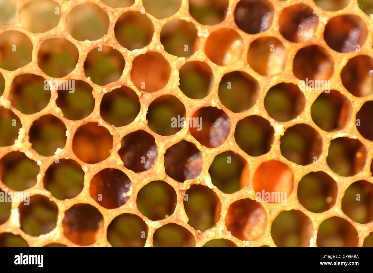 Honeycomb natural hi-res stock photography and images - Alamy