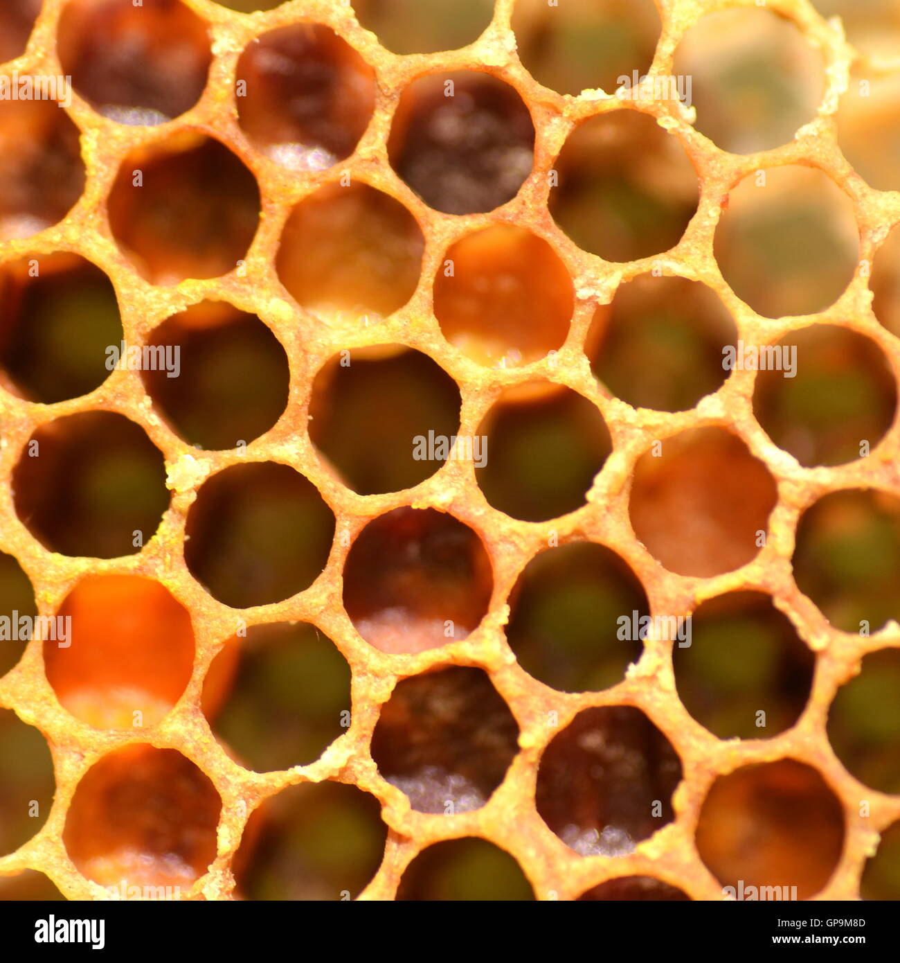 closeup of honeycomb Stock Photo - Alamy