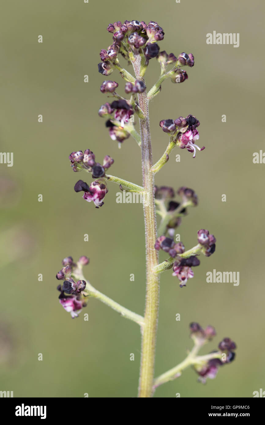 Dog Figwort (Scrophularia canina) flower Stock Photo - Alamy