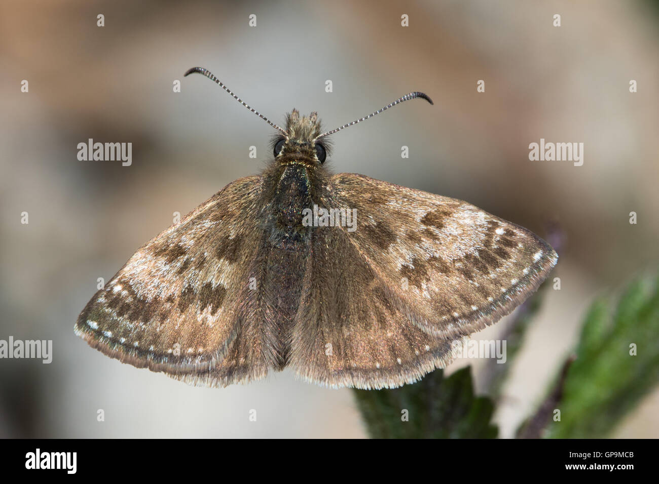 Erynnis hi-res stock photography and images - Alamy