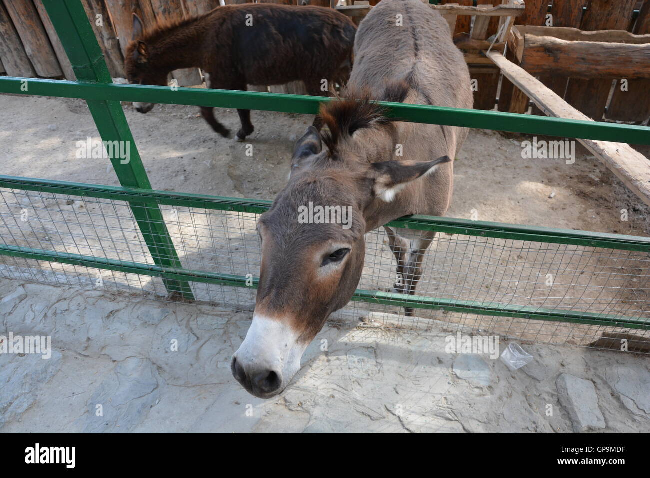 Burro donkey hi-res stock photography and images - Alamy