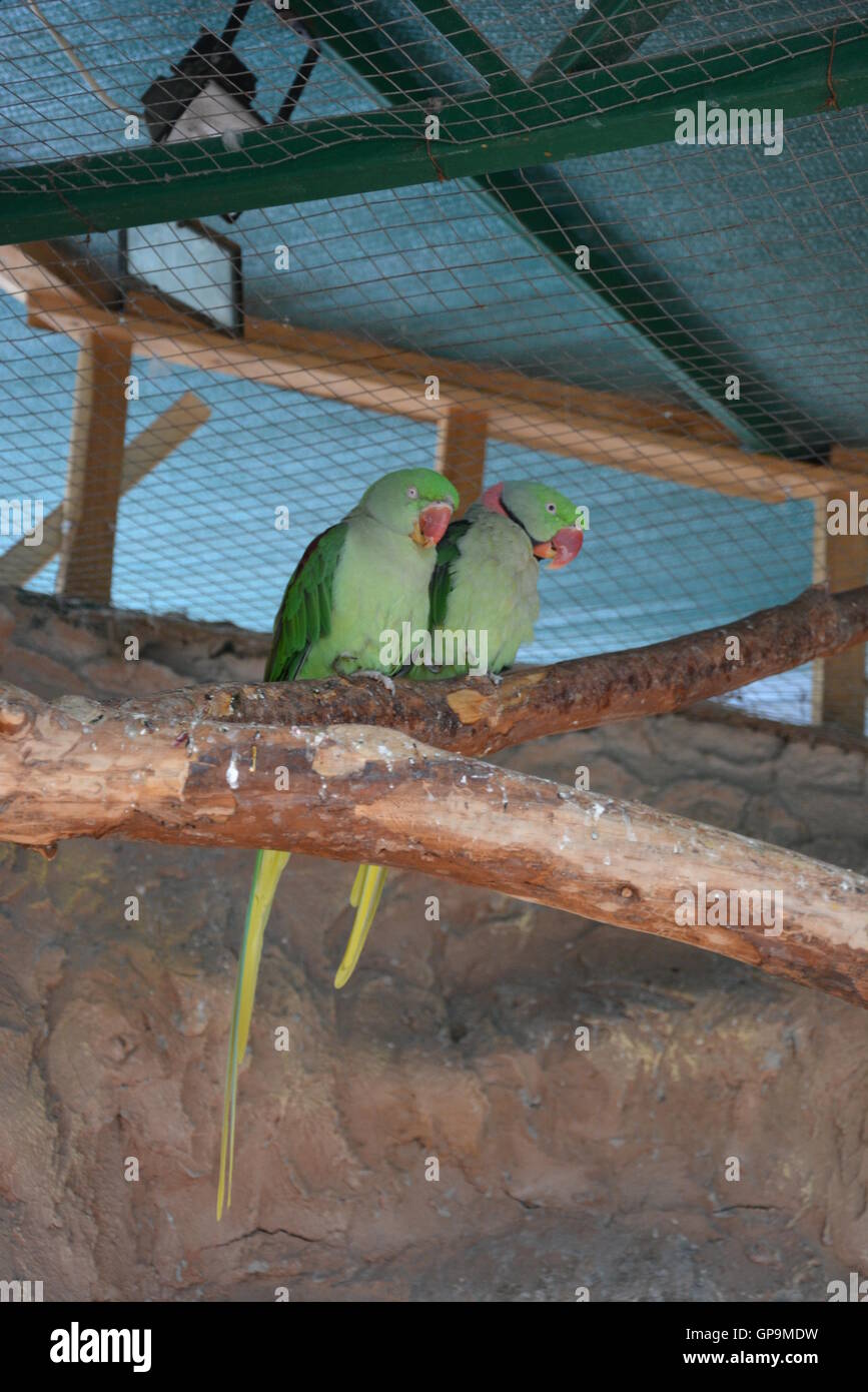 Animals parrots hi-res stock photography and images - Alamy