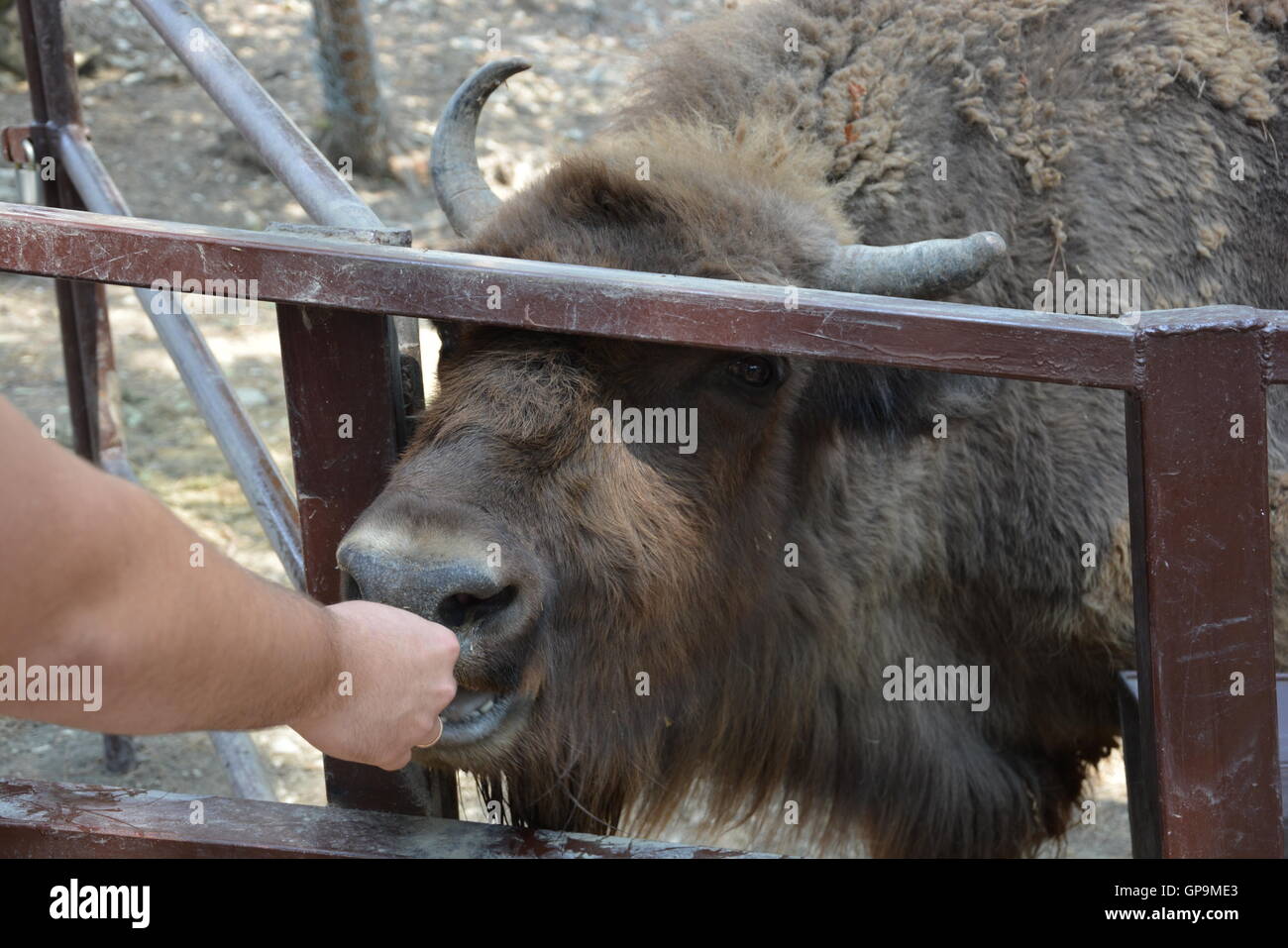 Buffalo zoo animals hi-res stock photography and images - Alamy