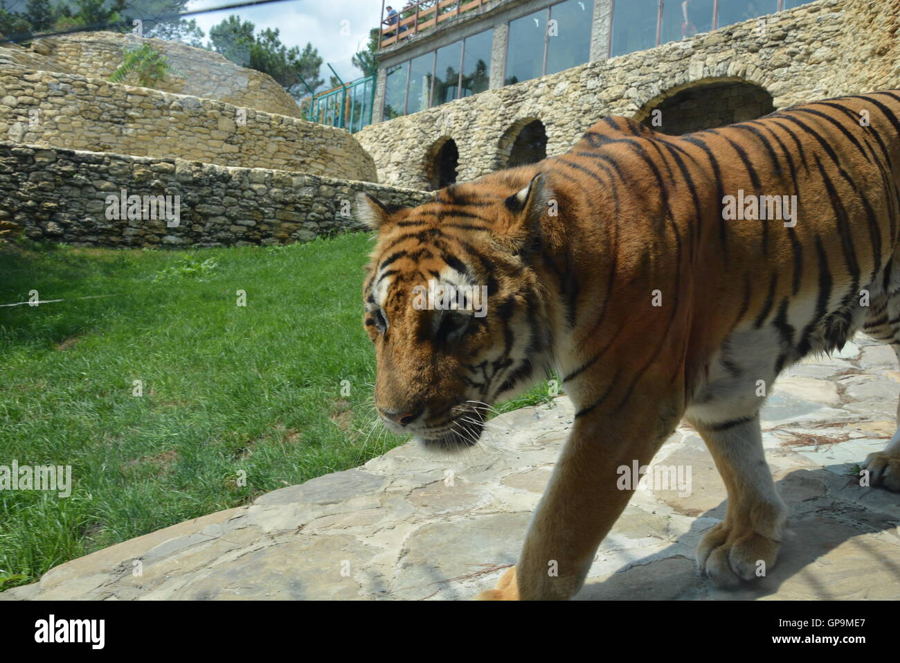 Siberian tigers / Amur tigers (Panthera tigris altaica) inside zoo ...