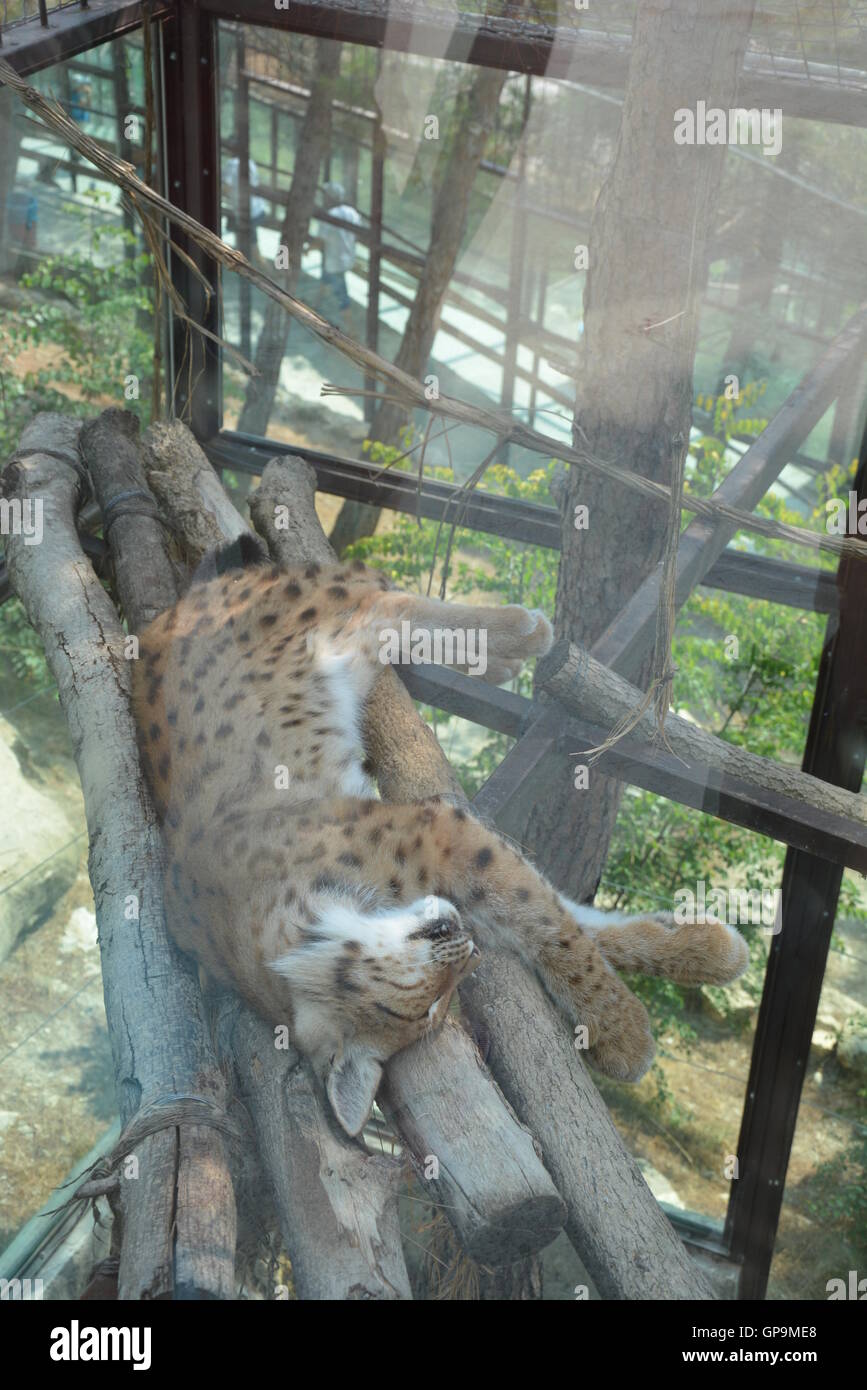 Lynx animals hi-res stock photography and images - Alamy