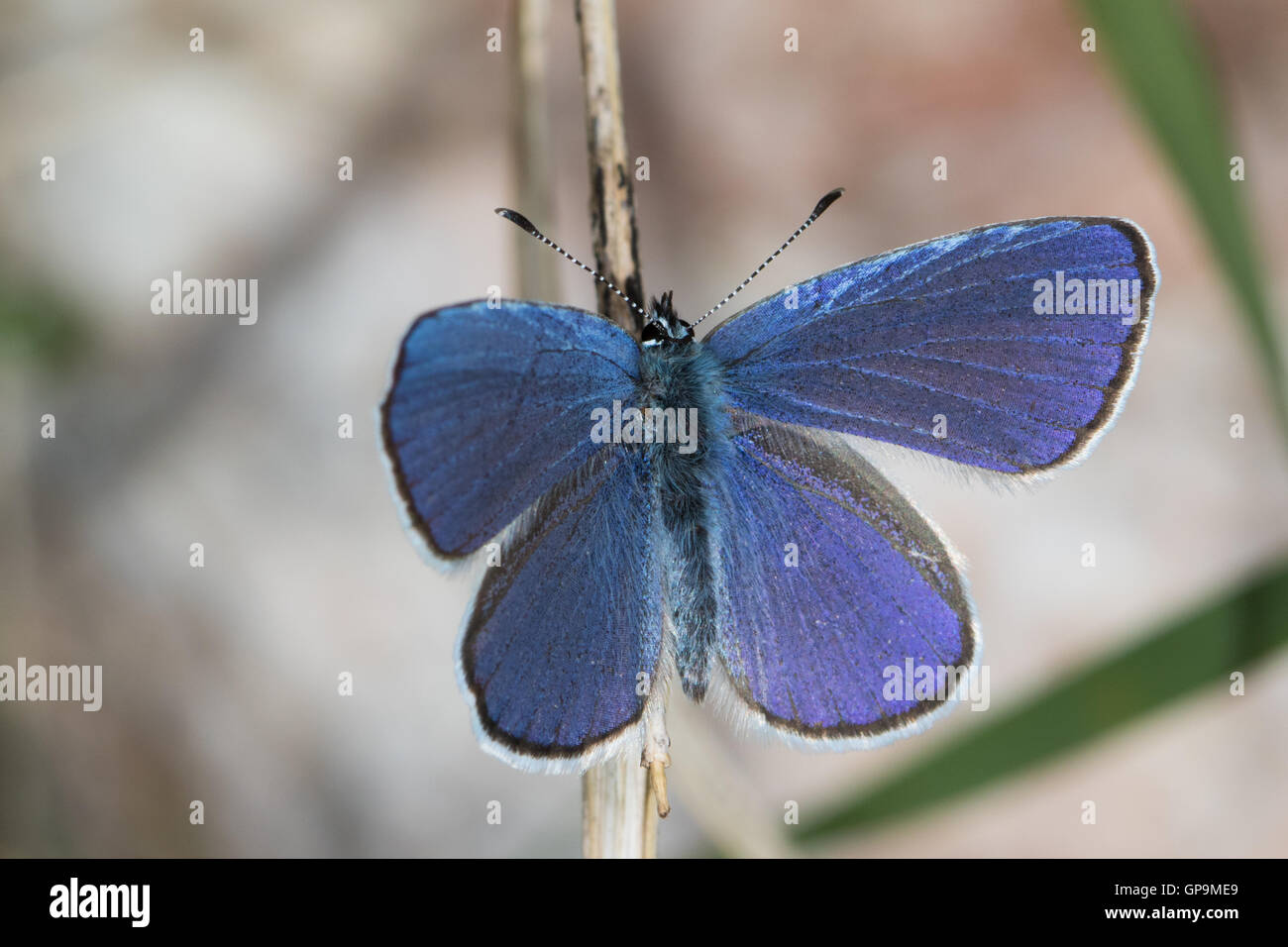 Mazarine Blue (Cyaniris semiargus) butterfly Stock Photo - Alamy