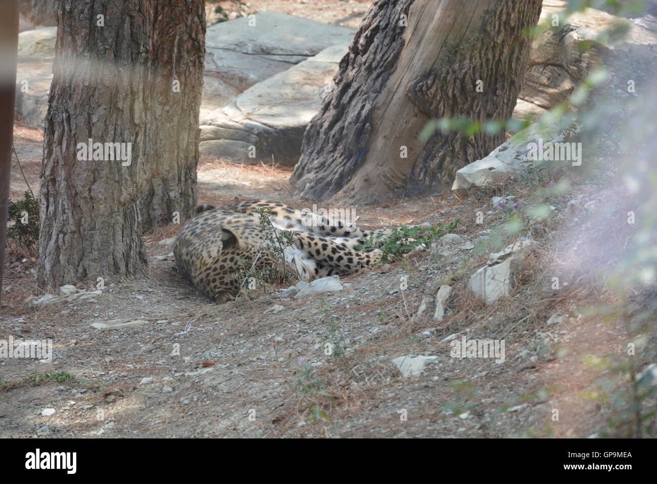 Cheetah tree sleep hi-res stock photography and images - Alamy